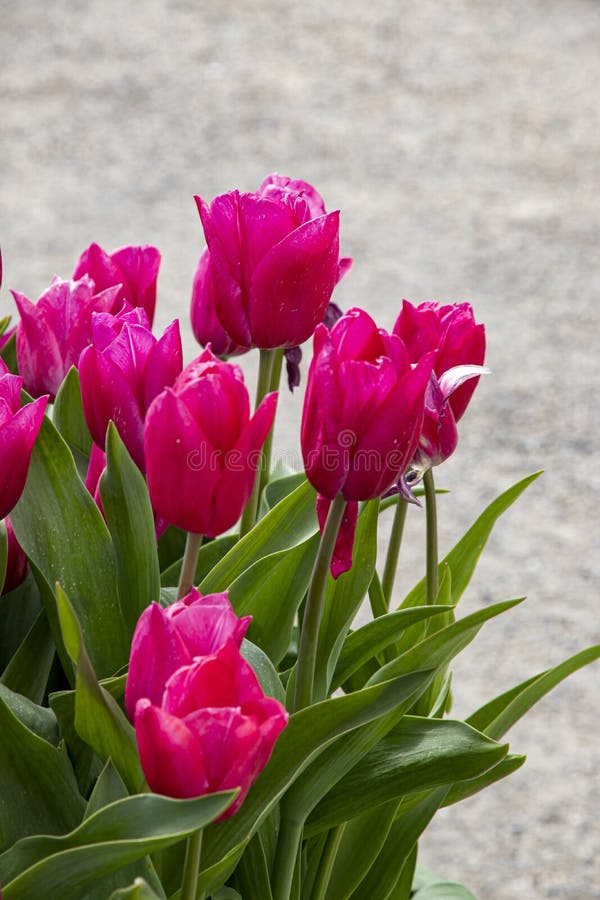Beautiful spring tulips stock image. Image of nature - 245531745