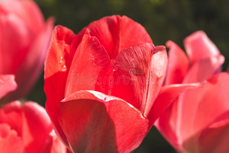 Beautiful Spring Tulips in the Netherlands on a Sunny April Day Stock ...