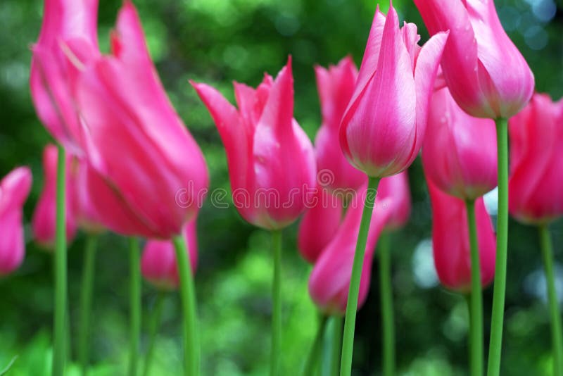 Beautiful spring tulips stock image. Image of spring - 94074331