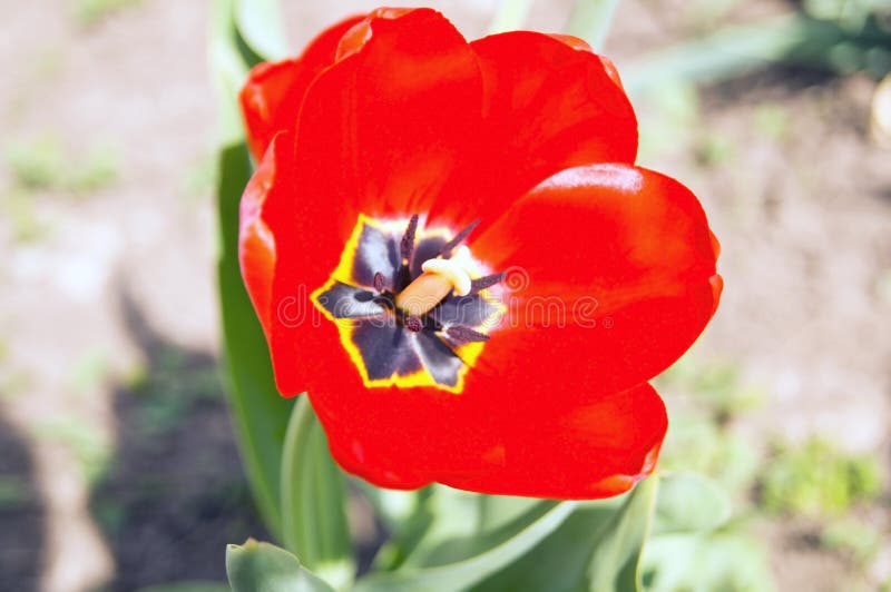 Beautiful Spring Tulips of Red Color Stock Photo - Image of growth ...