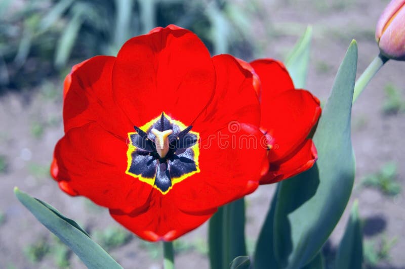 Beautiful Spring Tulips of Red Color Stock Image - Image of flowerbed ...
