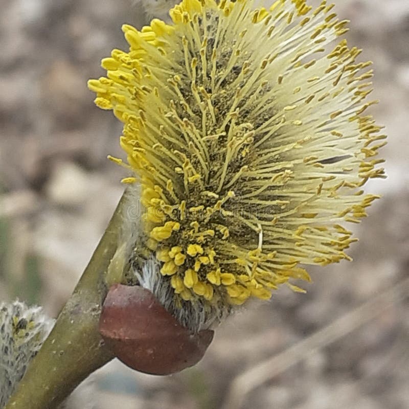 Beautiful spring vibe stock photo. Image of brown, spring - 187307412