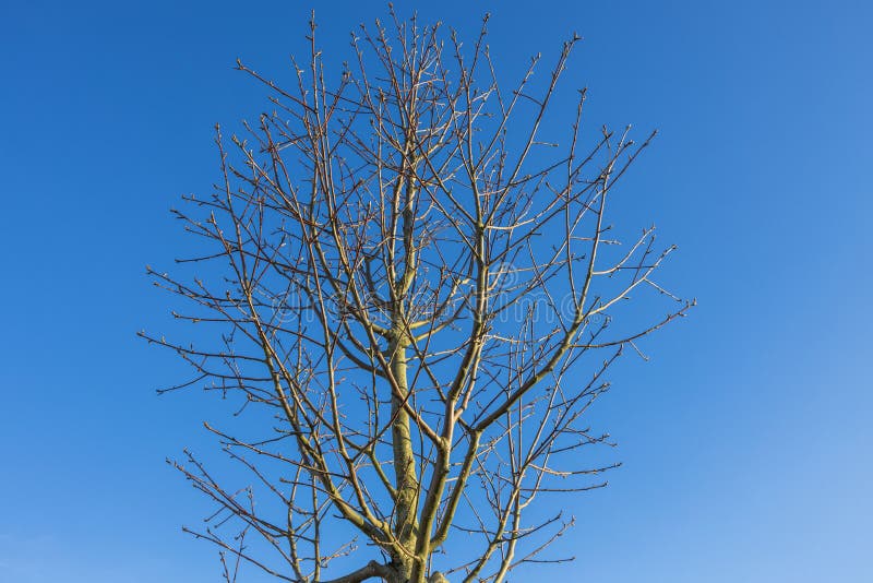 Beautiful Spring View of Leafless Tree Top on Blue Sky Background Stock ...