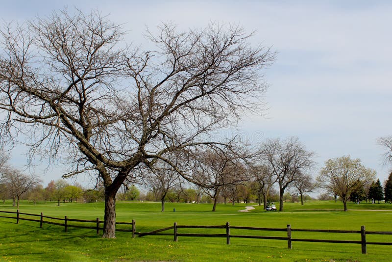 Beautiful Spring View with Trees and Green Grass. Stock Photo - Image ...