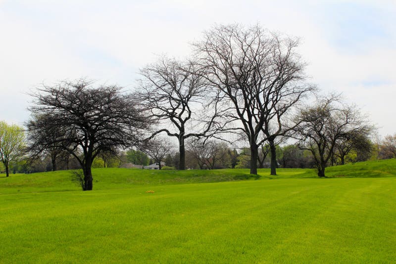 Beautiful Spring View with Trees and Green Grass. Stock Photo - Image ...