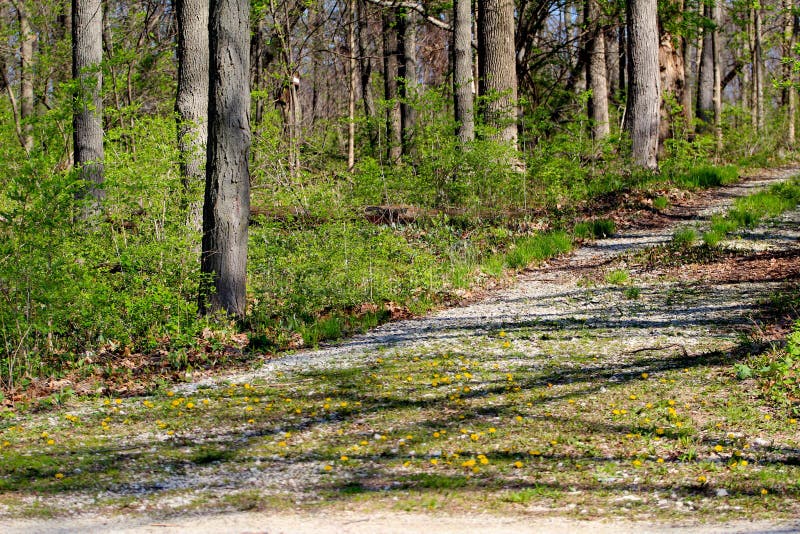 Beautiful Spring View in the Wild Park of Nature. Stock Image - Image ...