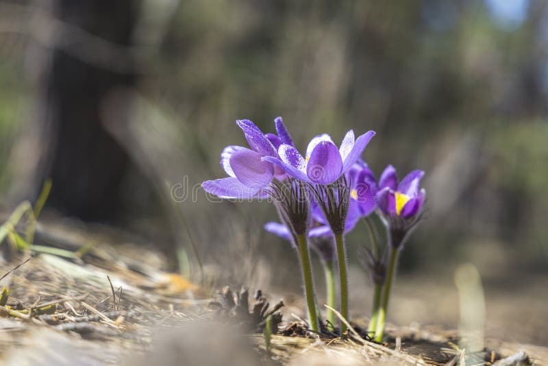 Beautiful Spring Violet Flowers Background. Eastern Pasqueflower ...