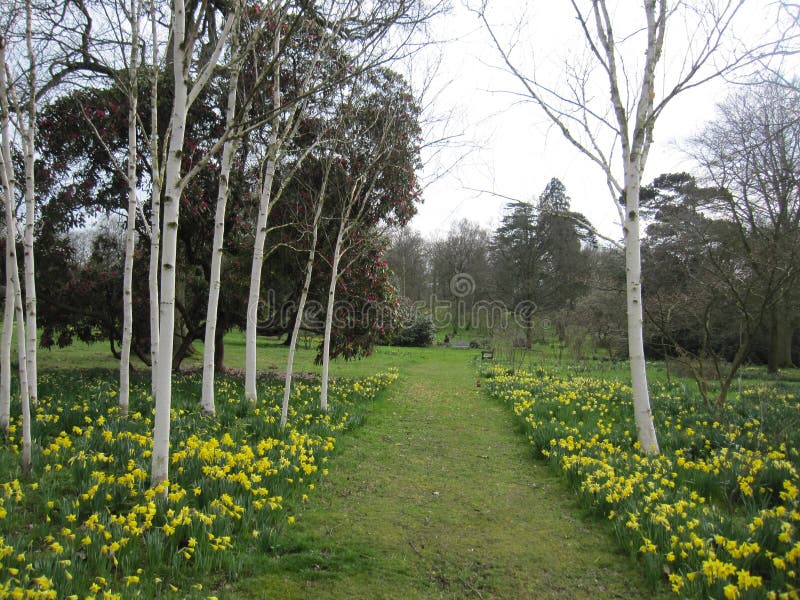 Spring Walkway stock image. Image of nature, leaves, footpath - 9047571
