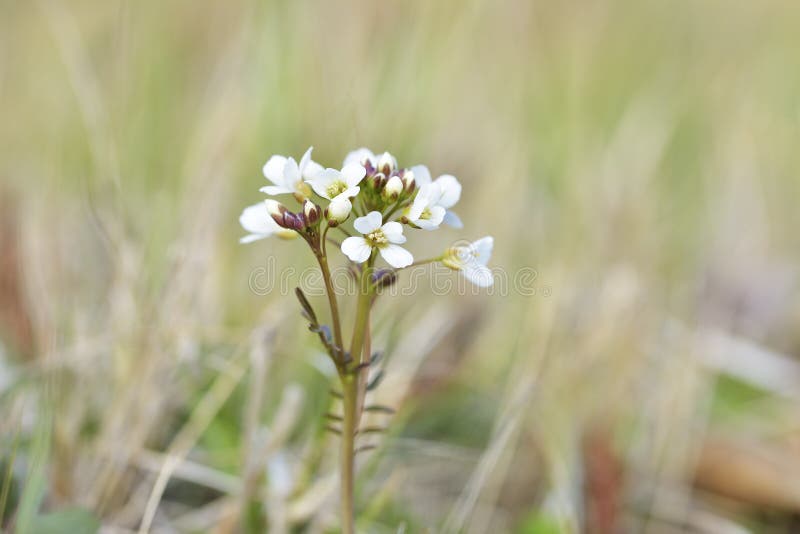 The Beautiful Spring White Flowers Stock Photo - Image of blooming ...