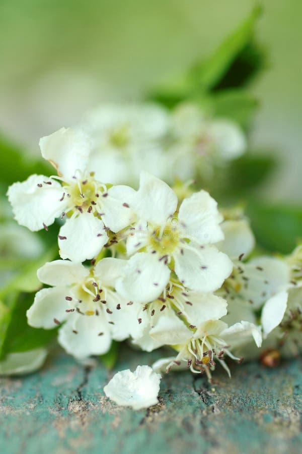 Beautiful Spring White Flowers Stock Image - Image of garden, cherry ...