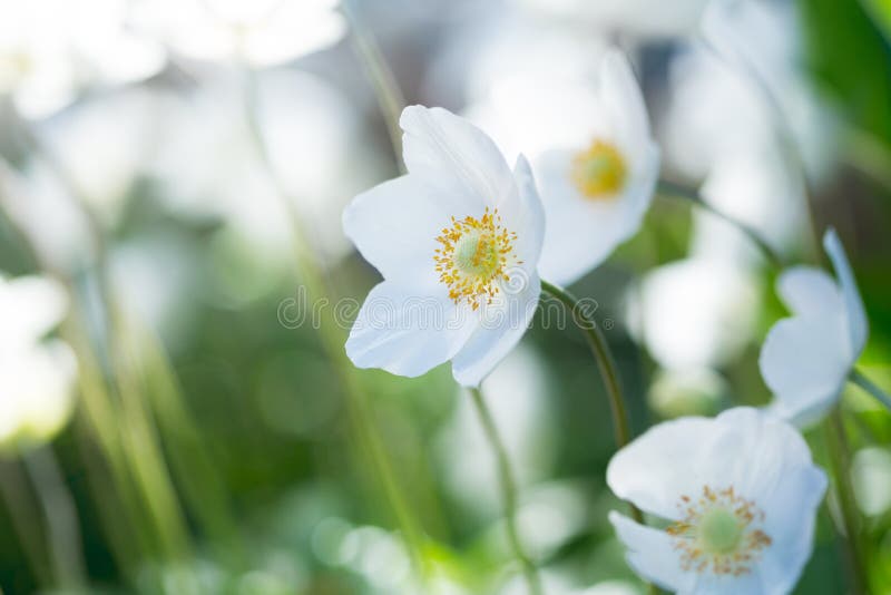 Beautiful Spring White Flowers Stock Photo - Image of pattern, bush ...