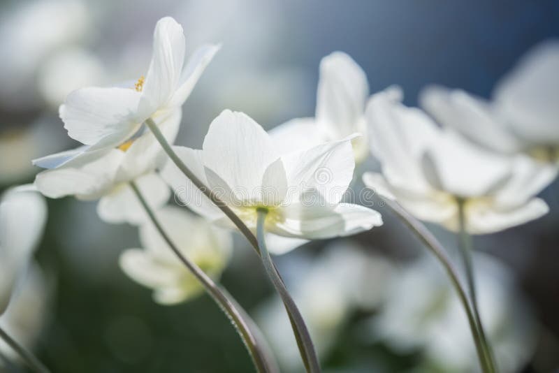Beautiful Spring White Flowers Stock Photo - Image of abstract ...