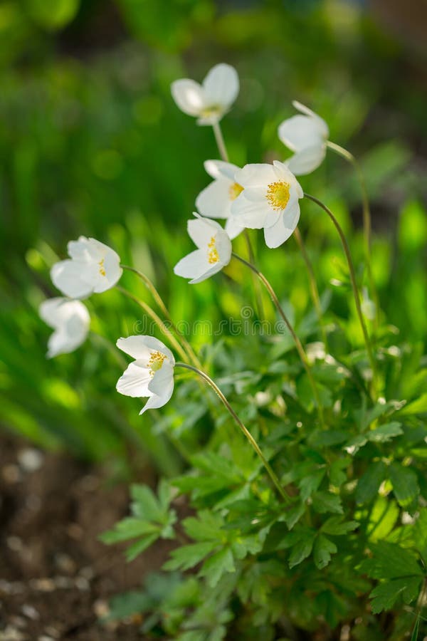 Beautiful Spring White Flowers Stock Image - Image of border, floral ...