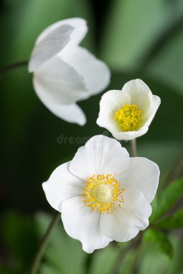 Beautiful Spring White Flowers Stock Image - Image of floral, blossom ...