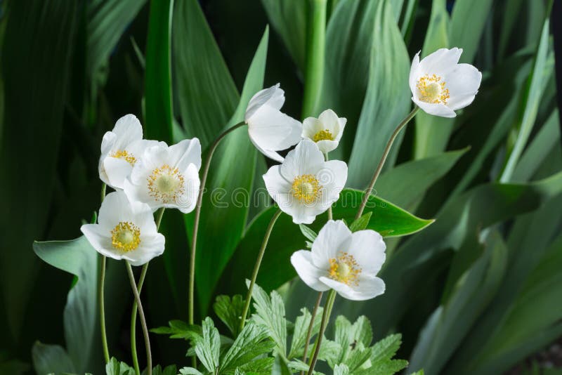 Beautiful Spring White Flowers Stock Image - Image of color, freshness ...