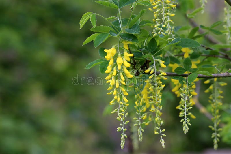 Beautiful Spring Yellow Acacia Tree, Branch Blossoms Against Blurred ...