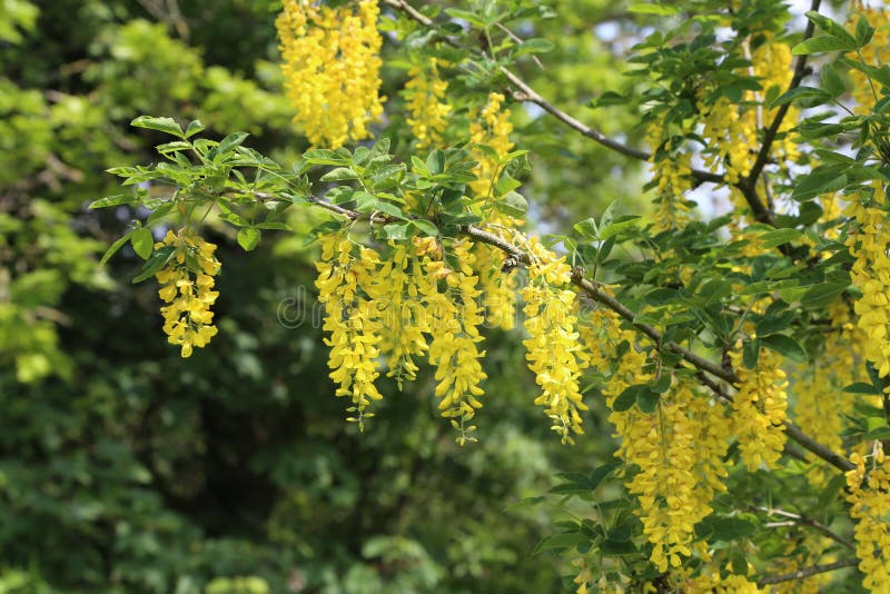 Beautiful Spring Yellow Acacia Tree, Branch Blossoms Against Blurred ...