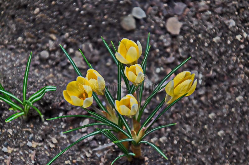 Beautiful Spring Yellow Crocus in the Garden Stock Photo - Image of ...