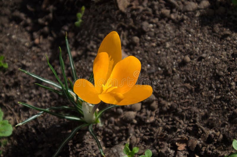 Beautiful Spring Yellow Crocus in the Garden, Sofia Stock Photo - Image ...