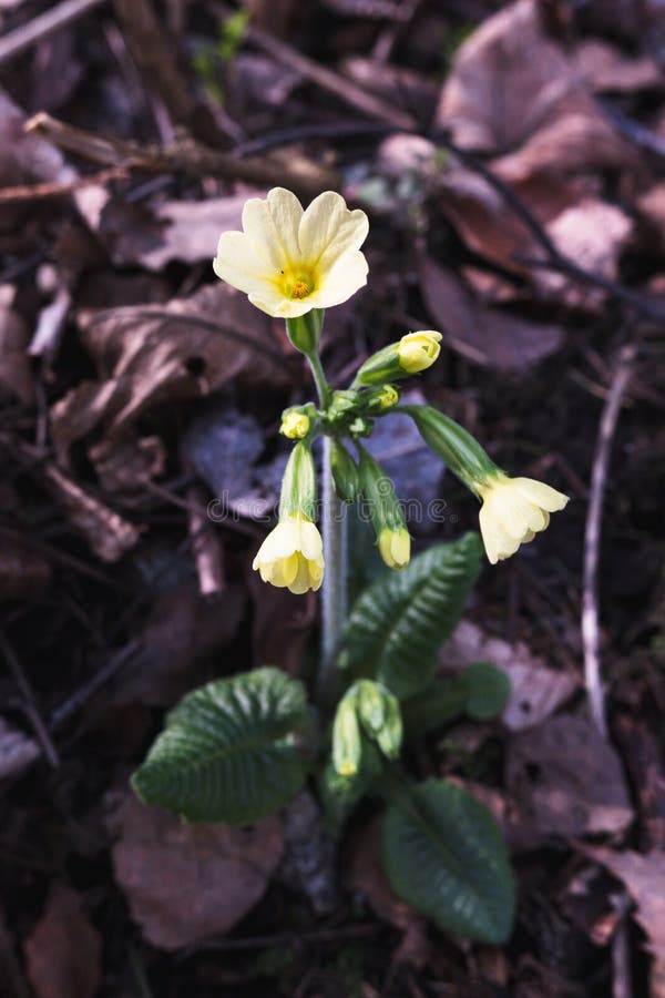 Beautiful Spring Yellow Primrose (ox Lip) Flower Growing in Forest ...