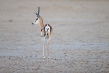 Beautiful Springbok Captured from Behind in the Middle of the Desert ...
