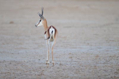 Beautiful Springbok Captured from Behind in the Middle of the Desert ...