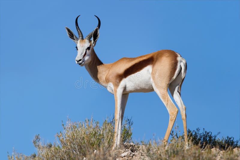 Running Springbok Jumping High Stock Image - Image of active, outdoor ...