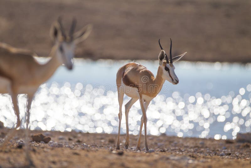 Beautiful Springbok Captured from Behind in the Middle of the Desert ...