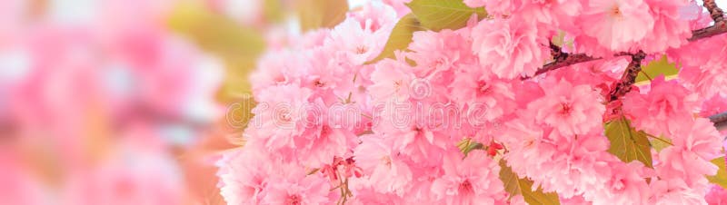 Beautiful Springtime Background of Pink Sakura Blossom. Morning ...