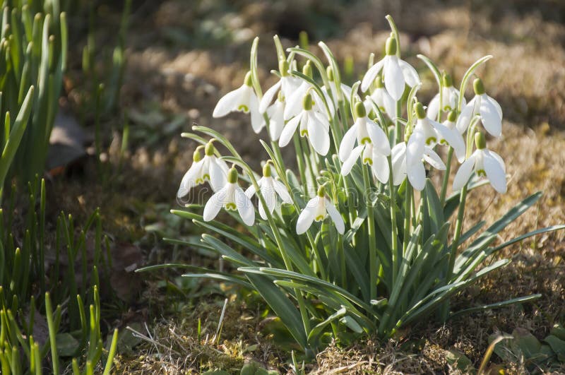 Closeup of White Snowdrops in Sunlight of Spring Stock Image - Image of ... Closeup of White Snowdrops in Sunlight of Spring Stock Image - Image of ...