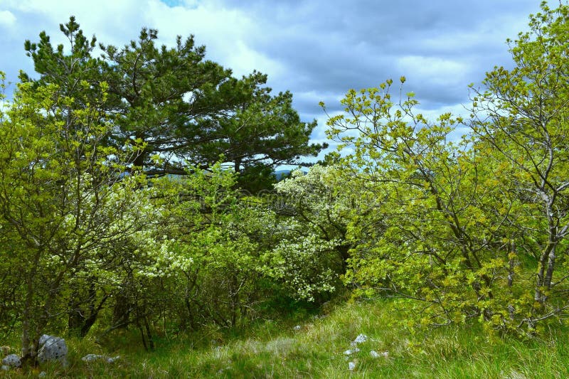 Beautiful Springtime Forest with White Blooming Shrubs Stock Image ...