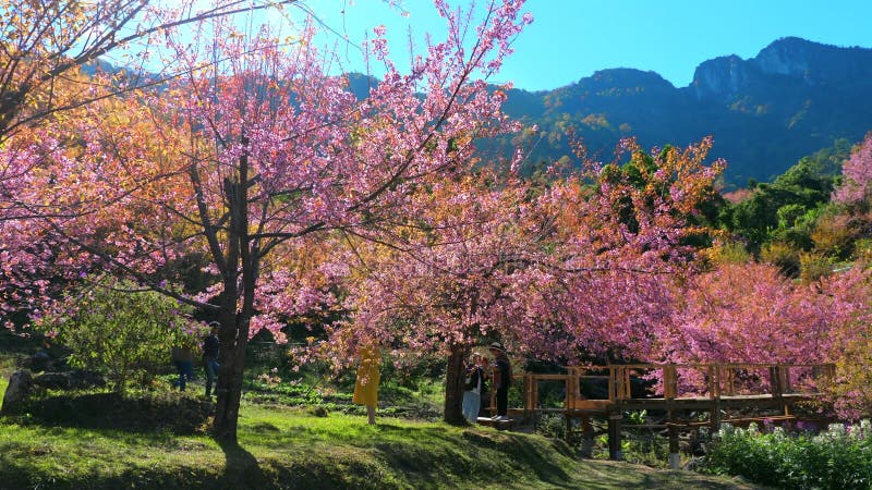 Beautiful Springtime Scene Featuring Vibrant Cherry Stock Footage ...