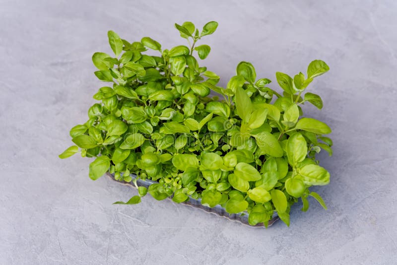 Beautiful Sprouts of Microgreens. Sprouted Basil Germinated Stock Photo ...