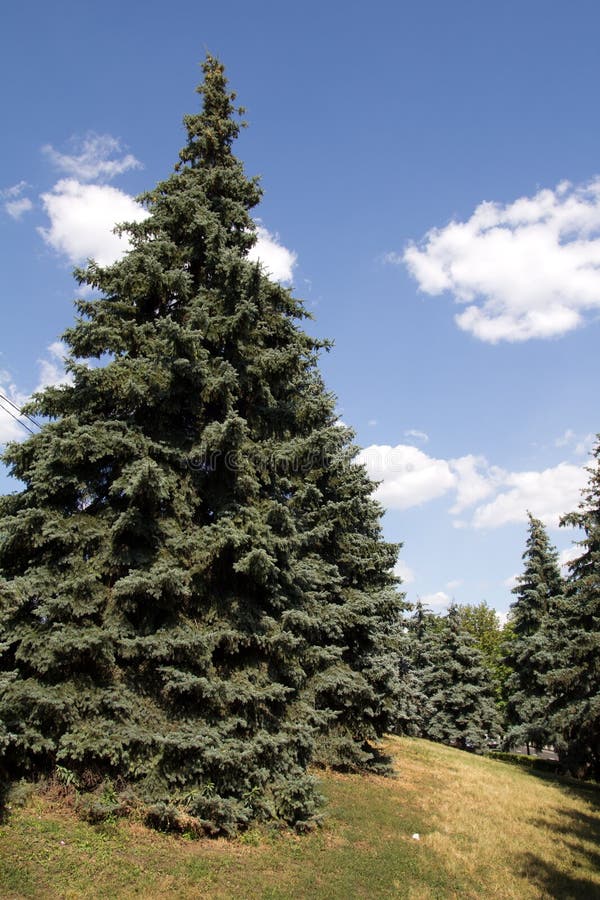 Beautiful spruce outdoors stock image. Image of highlands - 103857125