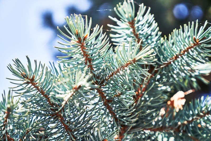 Beautiful Spruce Tree Image Stock Image - Image of nature, nopeople ...