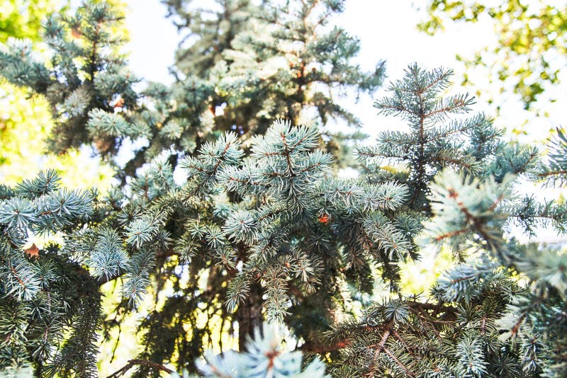 Beautiful Spruce Tree Image Stock Image - Image of wild, park: 234629615