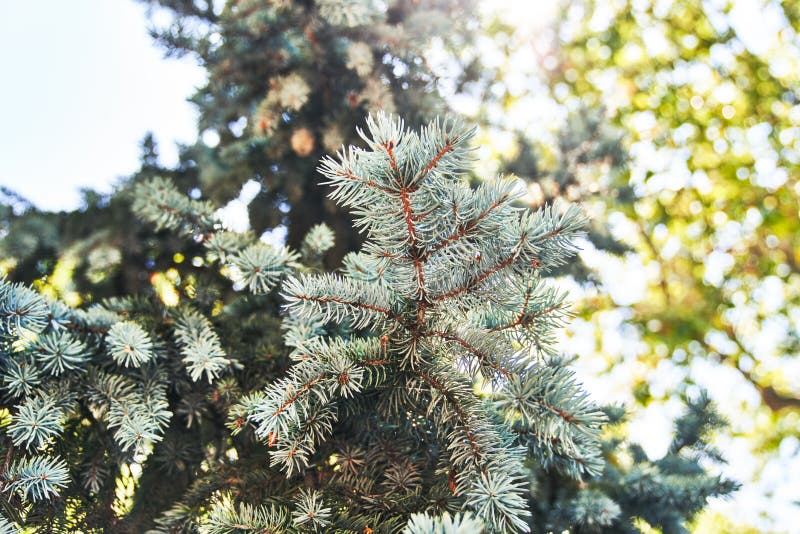 Beautiful Spruce Tree Image Stock Image - Image of season, plant: 235192057