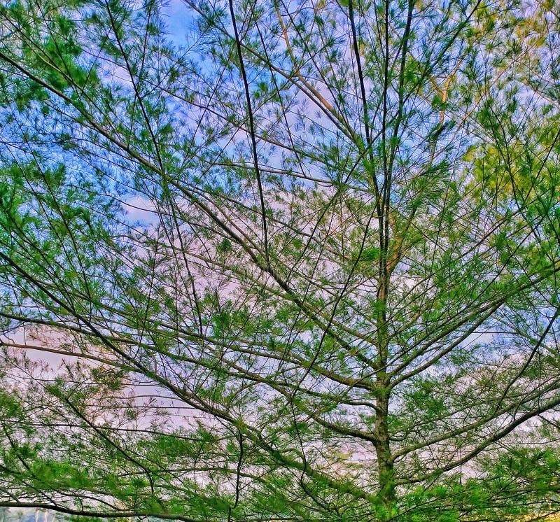 984 Spruce Trees Beach Stock Photos - Free & Royalty-Free Stock Photos ...