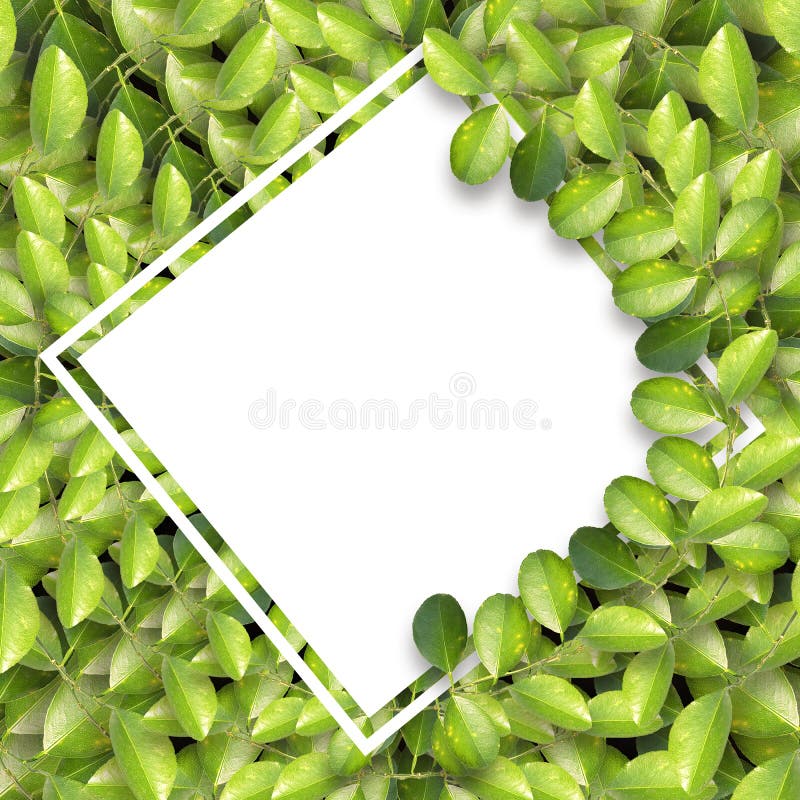Beautiful Square Frame with Green Leaves. Natural Concept Stock Image ...