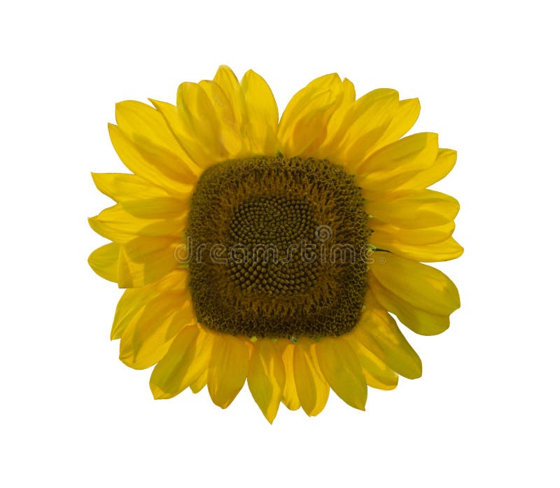 Beautiful Square Sunflower Isolated on White Background Stock Photo ...