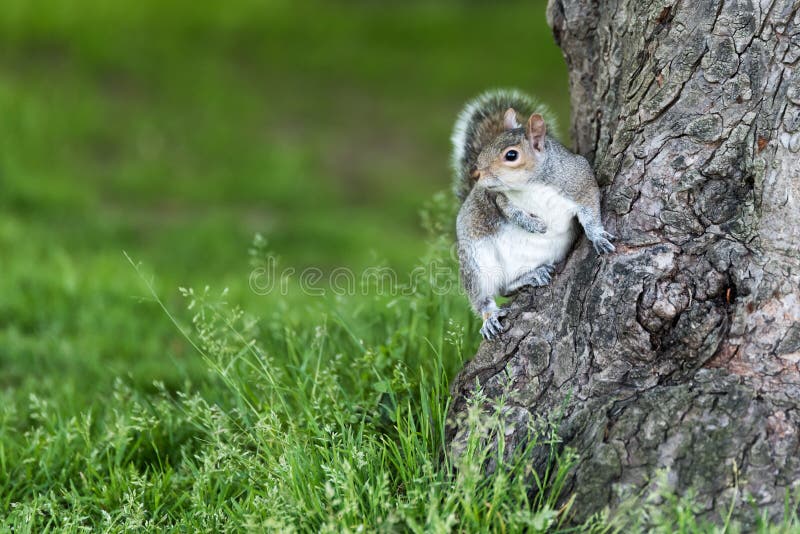 Beautiful squirrel stock photo. Image of rodent, wildlife - 79820710