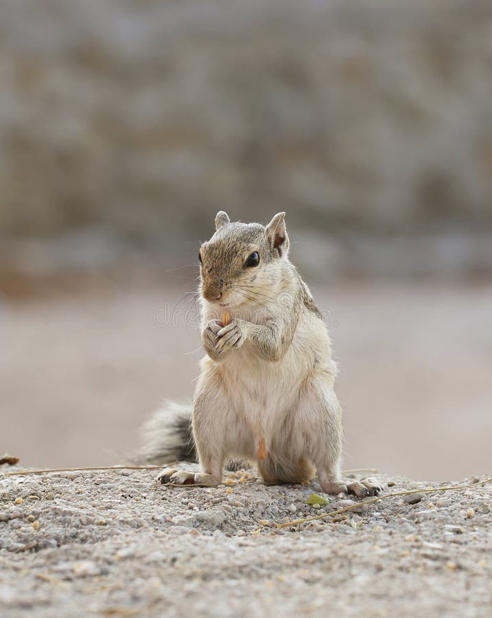 Gilhari Stock Photos - Free & Royalty-Free Stock Photos from Dreamstime