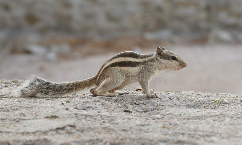 Gilhari Stock Photos - Free & Royalty-Free Stock Photos from Dreamstime