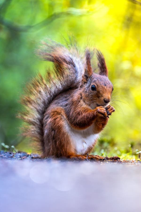 A Beautiful Squirrel in the Forest Stock Photo - Image of wildlife ...