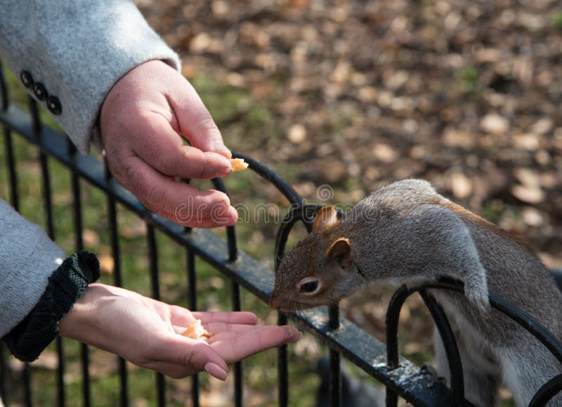 Feeding a Cute Squirrel with Nuts. Stock Image - Image of human, hands ...