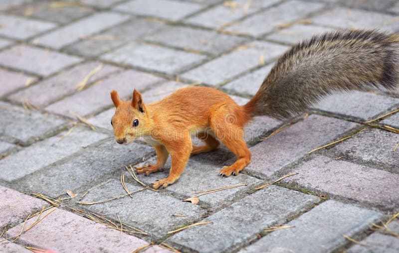 Beautiful squirrel stock image. Image of rodent, cute - 44013017
