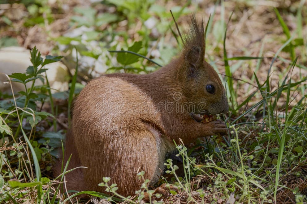 Squirrel on a Spring Day Eating a Nut Stock Image - Image of nature ...