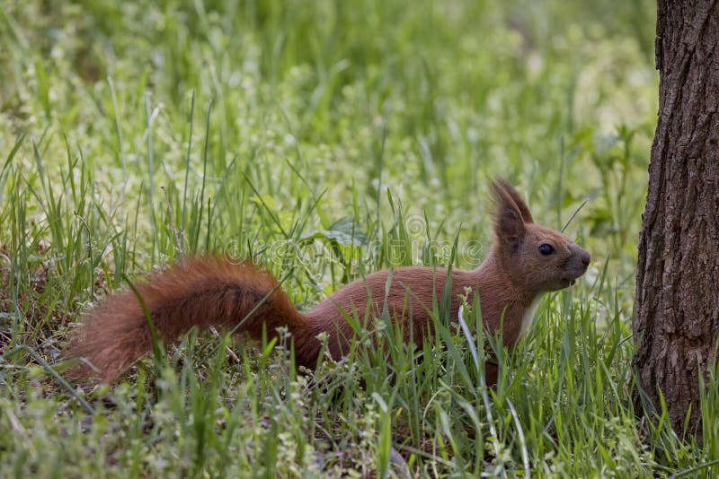 Squirrel on a Spring Day Eating a Nut Stock Photo - Image of small ...