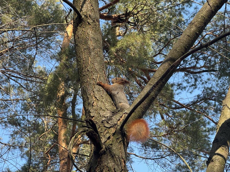 Beautiful Squirrel on a Tree in a Forest Park Stock Photo - Image of ...