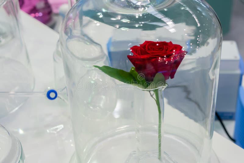 Beautiful Stabilized Rose in a Glass Dome Stock Image - Image of ...